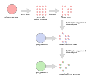 Core Genome MLST Target Definer - Ridom Typer Documentation